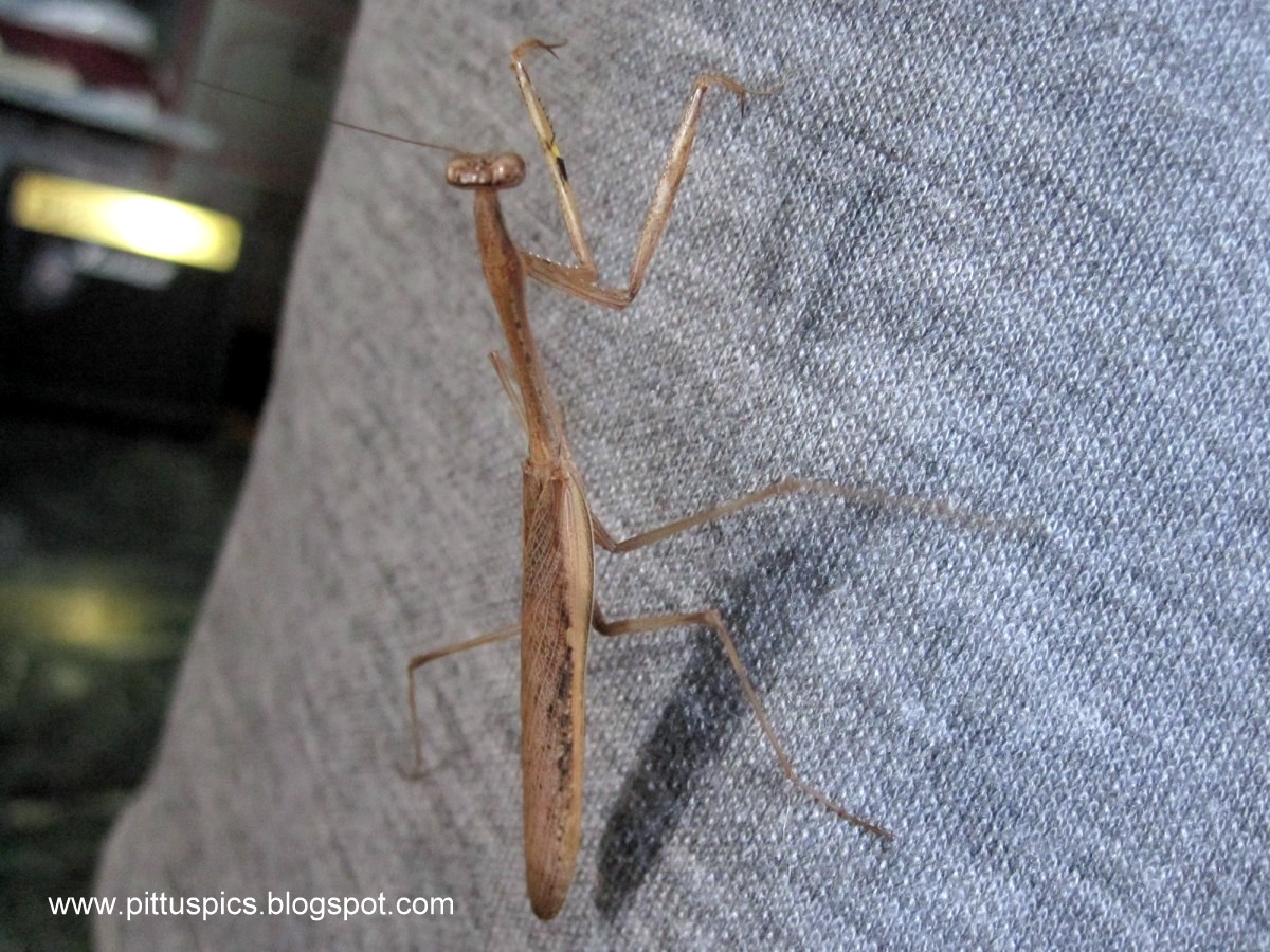 Pritham D'Souza Photography: Claw D the Friendly Praying Mantis